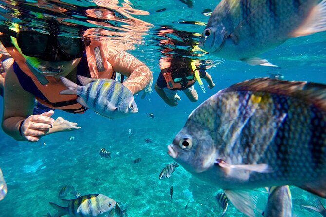 Transparent Boat Tour in Cozumel Reefs - What Travelers Say & What to Expect