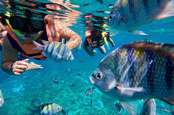 Transparent Boat Tour in Cozumel Reefs - Practical Details & Tips for Travelers