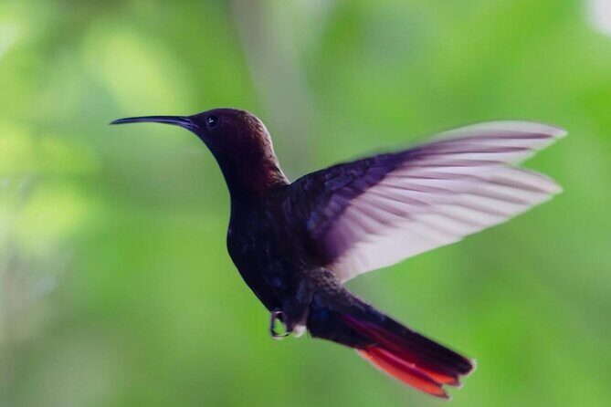 Transportation with Sightseeing to Montego Bay Bird Sanctuary - The Journey to Jamaica’s Bird Sanctuary