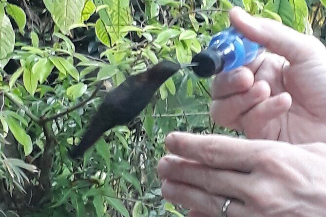 Transportation with Sightseeing to Montego Bay Bird Sanctuary - The Sum Up: A peaceful, scenic respite for nature lovers