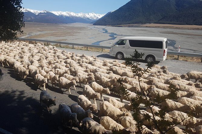 Tranz Alpine Train Tour - Who Is This Tour Best For?