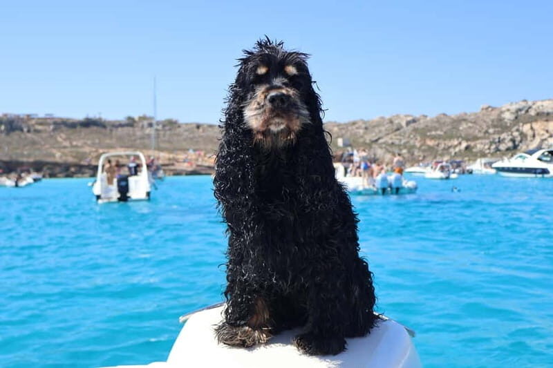 Trapani: favignana and levanzo boat tour - Key Points