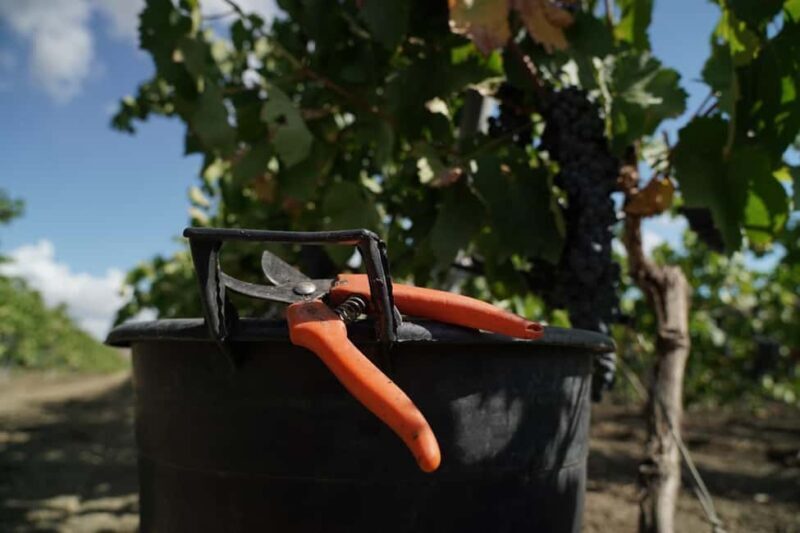 Trapani: Organic Wine Tasting with the Producer - FAQ
