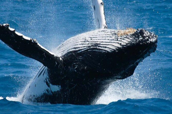 Travel Srilanka WITH Shanaka - Key Points