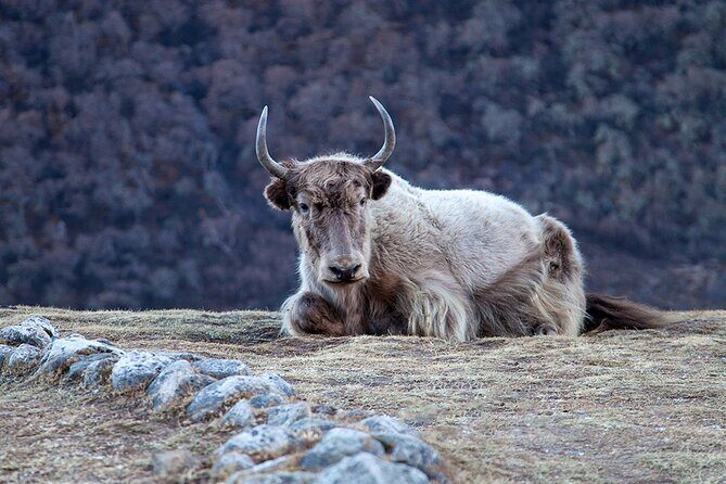 Traverse for a Private Epic Journey to Langtang - FAQs
