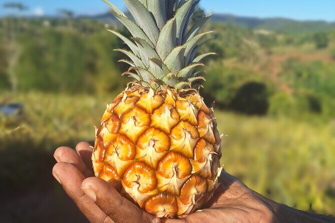 Treasure Beach Craft & Pineapple Farm Experience- Jamaica - Authenticity and Value