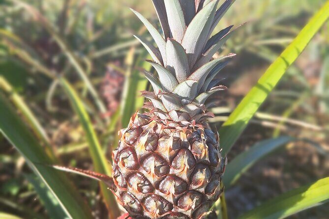 Treasure Beach Craft & Pineapple Farm Experience- Jamaica - FAQs