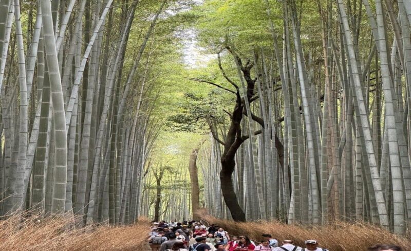 Treasures of Kyoto: Gion & historical Walking Tour - The Sum Up