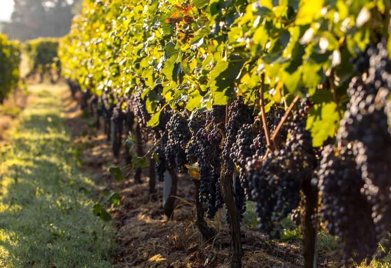 Trebinje Tour with Luxury Transportation and Wine Tasting - FAQs