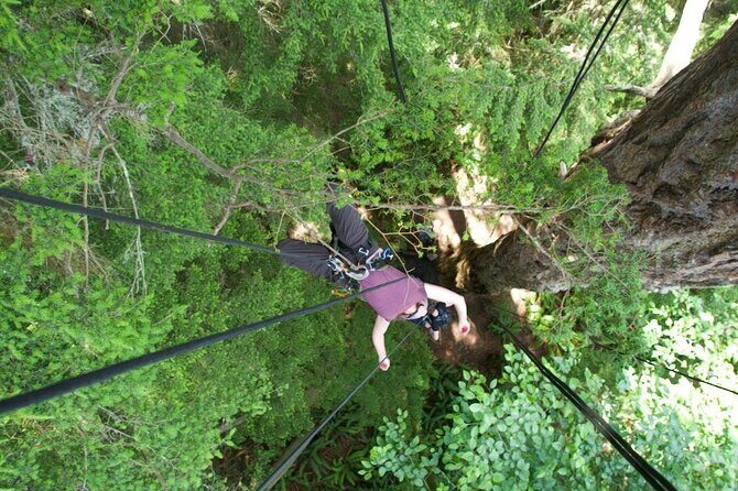 Tree Canopy Climbing on Lopez Island - The Experience of Climbing Tall Trees