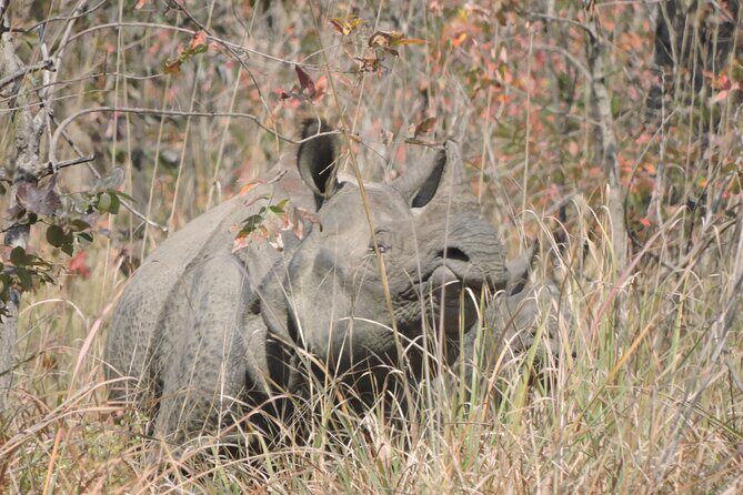 Tree House stay in Bardia National Park || 1 Night 2 Days - Introduction: Is This the Wild Nepal Experience Youre Looking For?