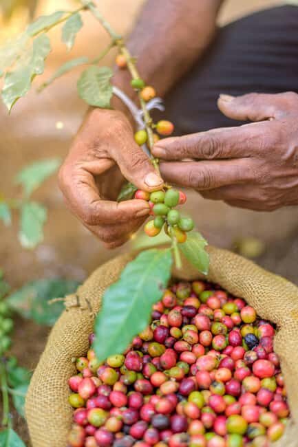Tree of Life's Coffee Heritage Trail - Who Will Love This Tour