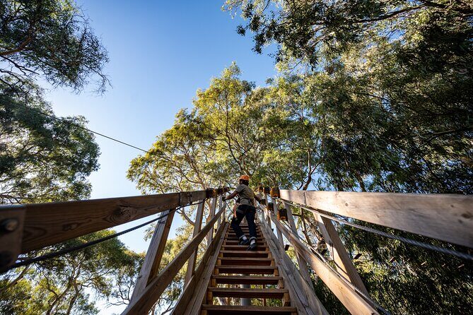 Tree Top Activity for Thrill Seekers and Adventurers in Adelaide - An In-Depth Look at the Adelaide TreeTop Adventure