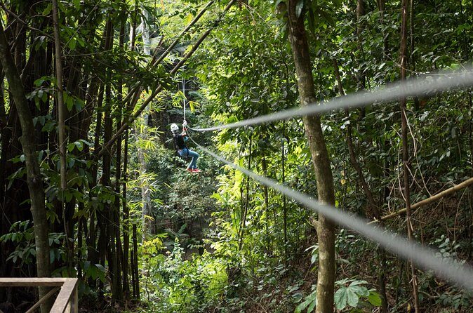 Treetop Canopy Adventure - The Sum Up