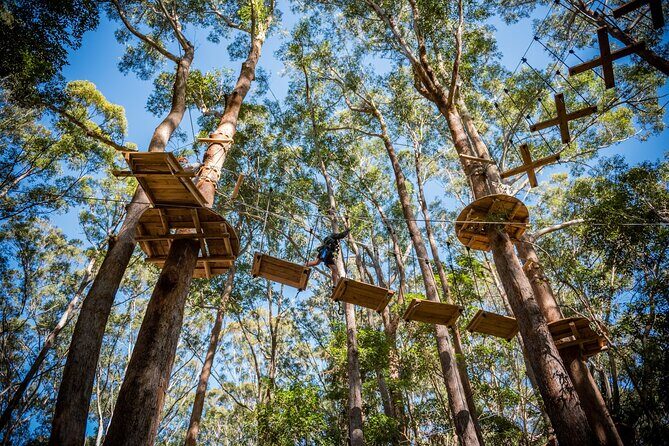 Treetops Adventure Coffs Harbour Tree Ropes Course - A Thrilling Look at Treetops Adventure Coffs Harbour Tree Ropes Course