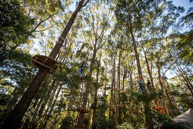 Treetops Adventure Coffs Harbour Tree Ropes Course - Practical Tips for Visitors