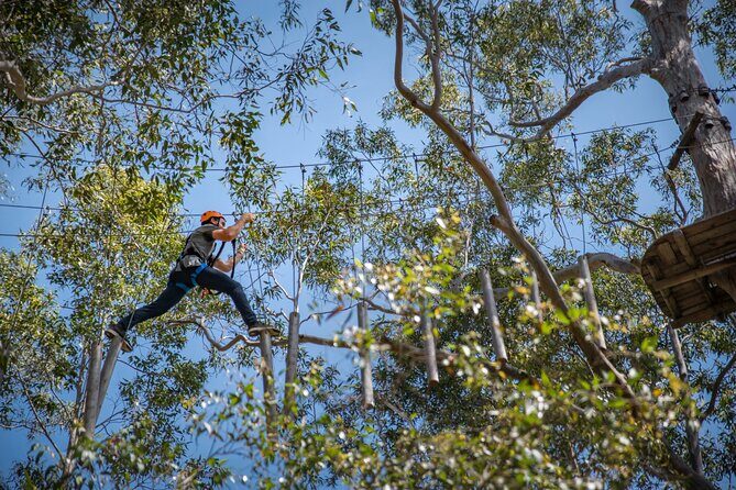Treetops Adventure Newcastle with Tree Ropes Course - A Closer Look at the Experience