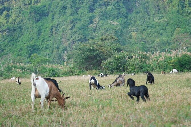 Trek Cat Ba National Park, Viet Hai Village, Kayak in Lan Ha Bay - An In-Depth Look at the Itinerary