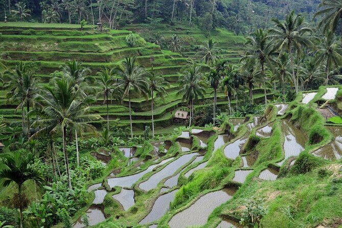 Trekking and Tegallalang Rice Terace Field Including Cascade Waterfall Tour - Who Will Appreciate This Tour?
