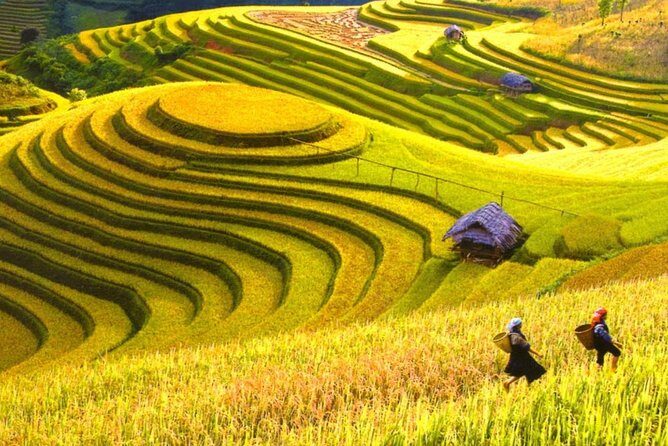 Trekking In Mu Cang Chai Tour 4 Days - Exploring Vietnam’s Hidden Gem: Mu Cang Chai