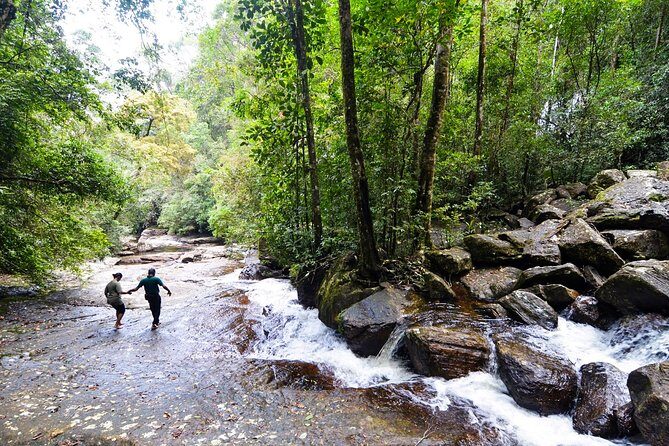 Trekking in Sinharaja Rainforest - A Detailed Breakdown of the Experience