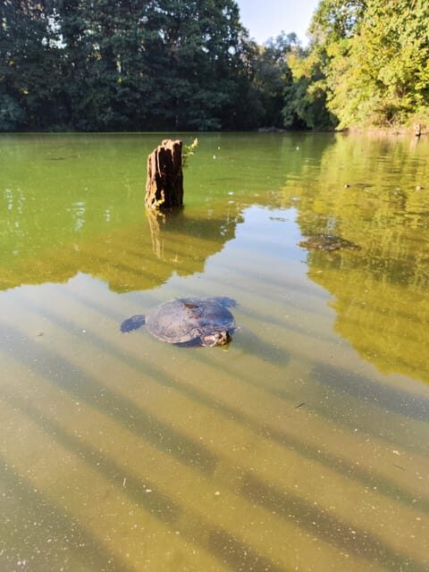 Trekking in the Wood with picnic on the turtles lake - The Experience: What Travelers Can Expect
