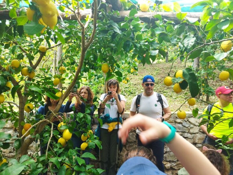 Trekking Lemon Tour - What Makes the Trekking Lemon Tour Special?