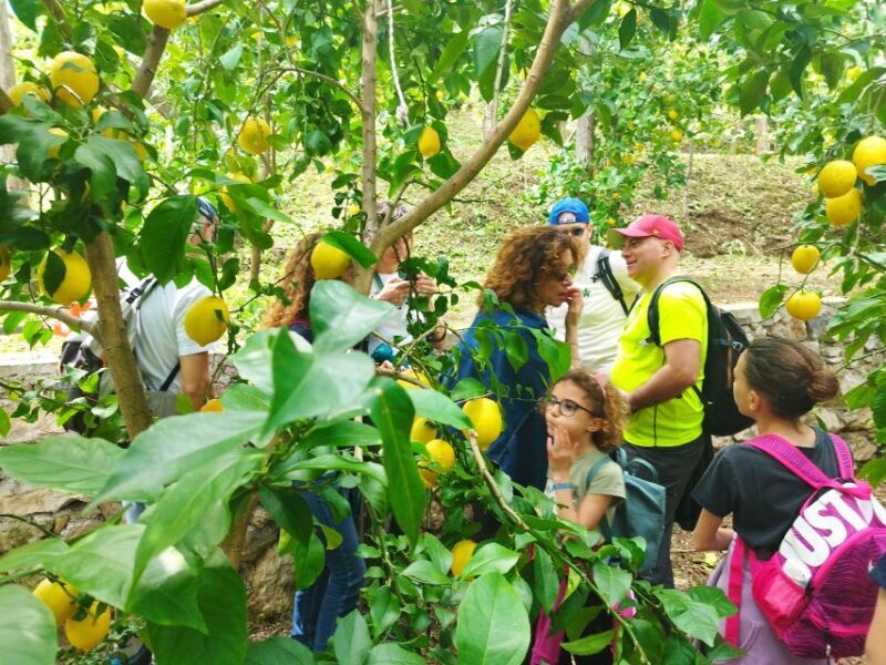 Trekking Lemon Tour - The Sum Up