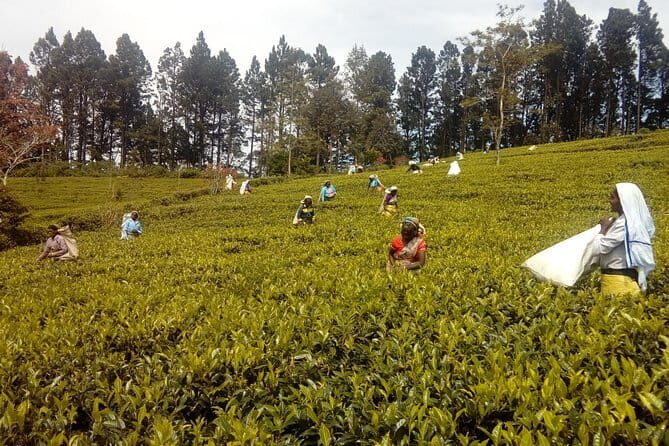 Trekking & Picnic in The Tea Plantation From Ella, Haputale & Bandarawela - An In-Depth Look at the Tour Itself