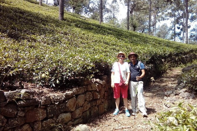 Trekking & Picnic in The Tea Plantation From Ella, Haputale & Bandarawela - Who Should Consider This Tour?