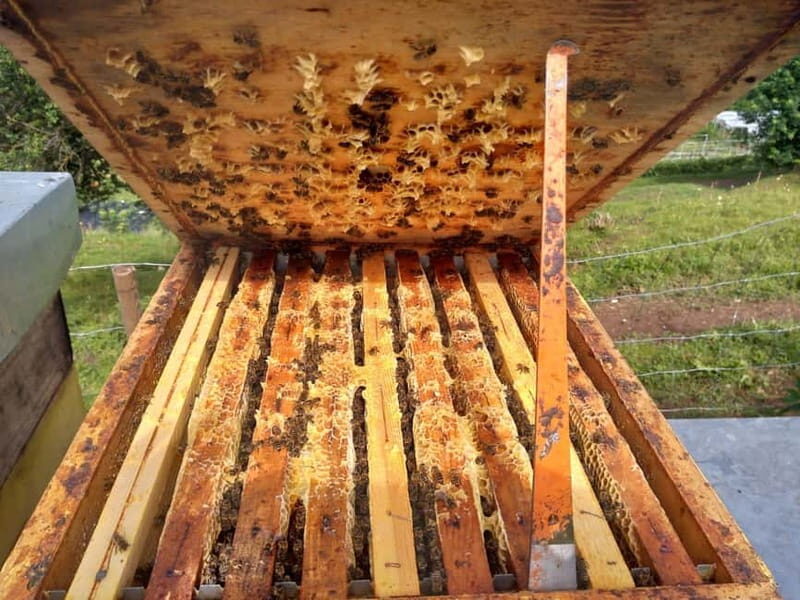 Trentino Agriconda: The adventure of the queen bee. We will explore the beehives. - A gentle introduction to the world of queen bees