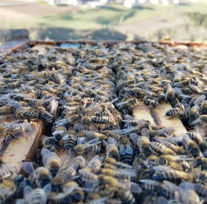 Trentino Agriconda: The adventure of the queen bee. We will explore the beehives. - Exploring the hive among the trees