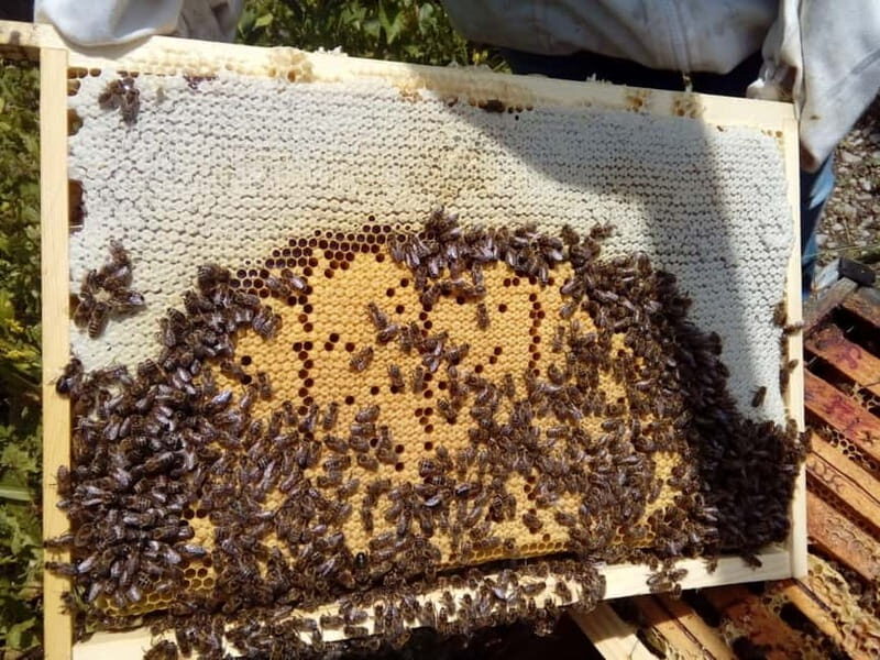 Trentino Agriconda: The adventure of the queen bee. We will explore the beehives. - The value of this experience