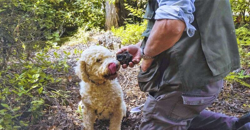 Trequanda: Tuscan Truffle Hunting Experience with Lunch - Logistics and Practical Details