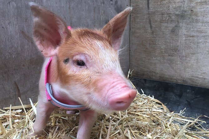 Trevena Glen 1hr Animal Tour - Introduction: Why This Farm Tour Might Be Just Right for You