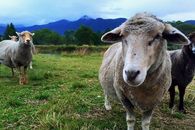 Trevena Glen Farm Animal Experience - Authentic Reviews and Experiences