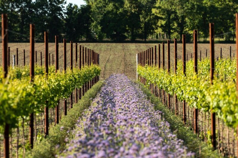 Treviso neighborhood: Tenute Tomasella/Wine Experience - Who Should Consider This Tour?