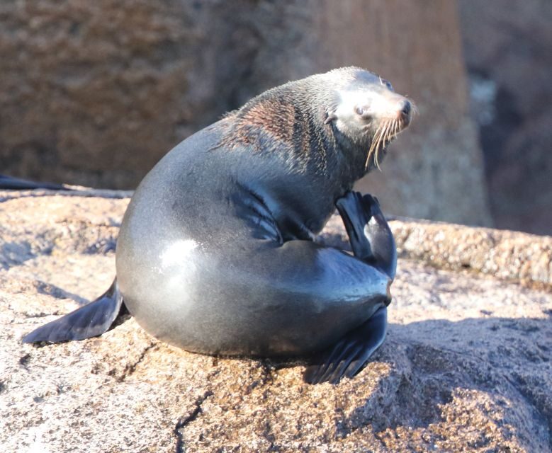 Triabunna: Maria Island and Ile Des Phoques Day Trip by Boat - FAQ