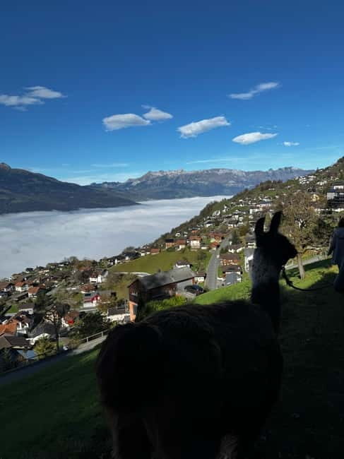 Triesenberg: Llama hike with a delicious BBQ in the middle of the forest - Key Points