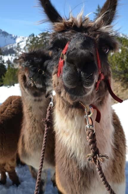 Triesenberg: Llama hike with a delicious BBQ in the middle of the forest - An In-Depth Look at What to Expect