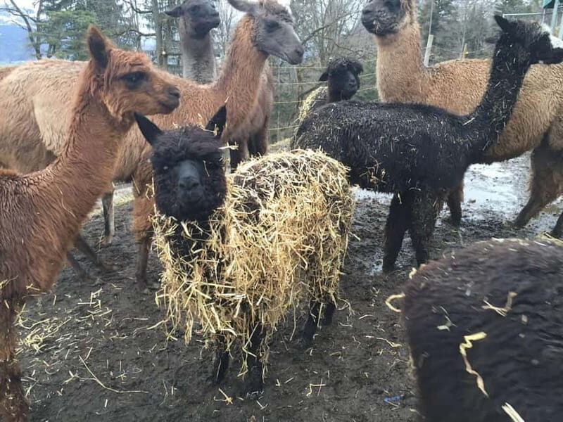 Triesenberg: Private hike with our llamas - Key Points