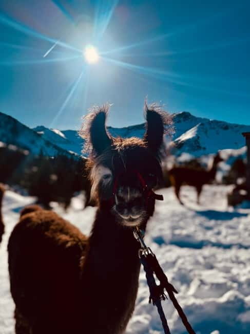 Triesenberg: Private hike with our llamas - What the Tour Looks Like in Detail