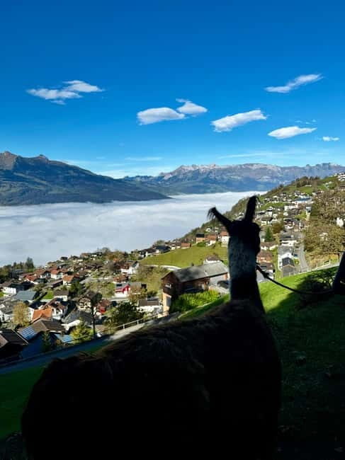 Triesenberg: Private hike with our llamas - Accessibility and Practicalities
