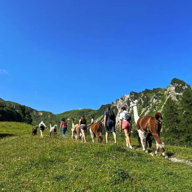 Triesenberg: Walk with Llamas in the Mountains - An Authentic Mountain Stroll with Furry Friends