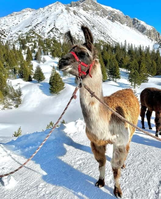 Triesenberg: Walking Tour with Llamas and Cheese Raclette - Who Is This Tour Best For?