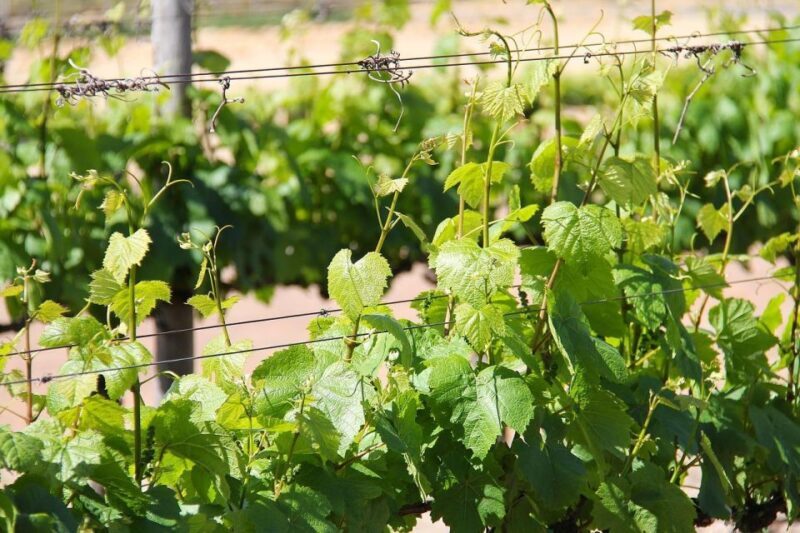 Trieste: Cividale Del Friuli and Wine Tastings - Introduction to the Tour