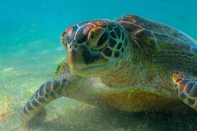 Trinco Tour A - Snorkeling & Island Hopping tour - Who Should Consider This Tour?