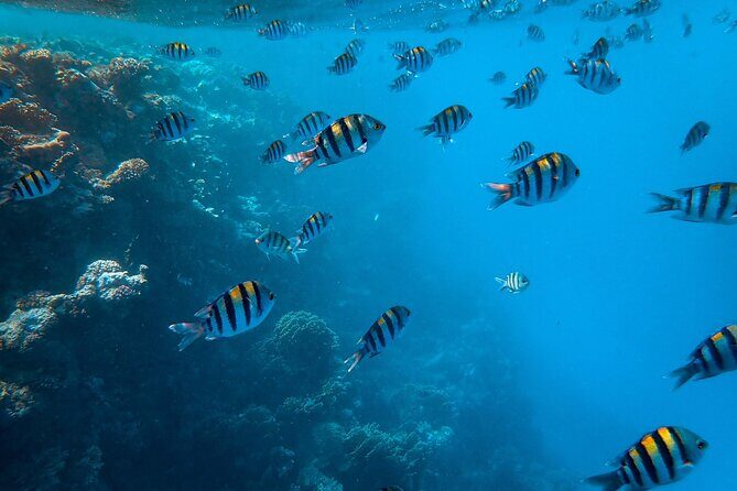 Trinco Tour B - Whales, Dolphins & Snorkeling tour - Frequently Asked Questions