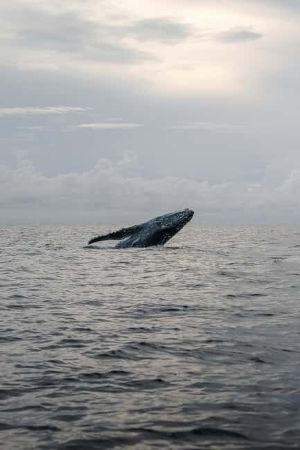 Trincomalee: All Inclusive Whale&Dolphin Watching Boat Tour - Why This Tour Offers Good Value