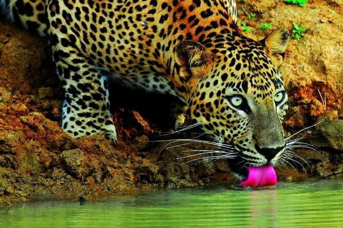 Trincomalee and Nilaveli beach Tour from Dambulla - FAQ